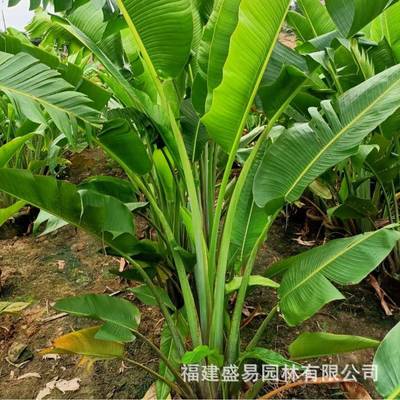 芭蕉水IRL果树香蕉树旅人蕉价格绿应化树基香蕉供树种植地