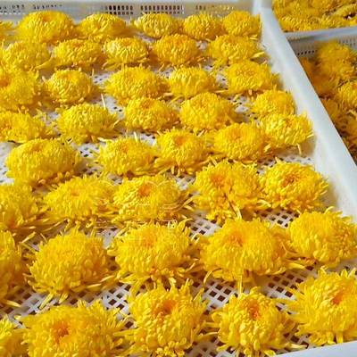 金自丝皇菊电烤房丹莱菊菊花茶烘干机全能动空气绣球SNK烘干设备