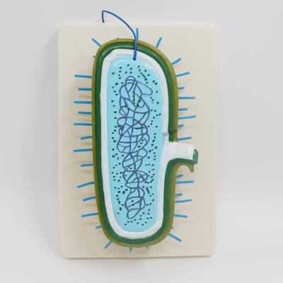 30409310201细菌模型2020新课标中学生物教学仪器实验器材育才