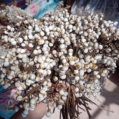小白干花花材森系干材果20220306果花环乌桕料果小白豆