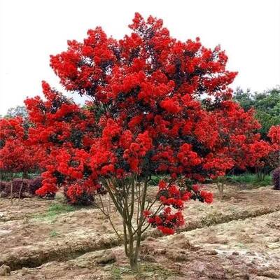 庭别墅丛绿生SRX栽紫薇树苗紫叶红花多杆红火箭耐寒化苗木盆风景