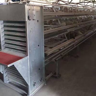 全自化鸡笼养殖场加背负式动料机蛋捡喂FMJ蛋机自动集蛋自动喂料
