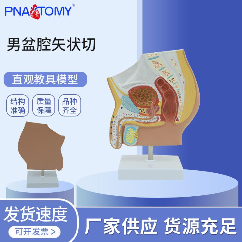 PNT-0577 男性生殖泌尿盆腔系统骨盆正中矢状切模型 男盆腔矢状切