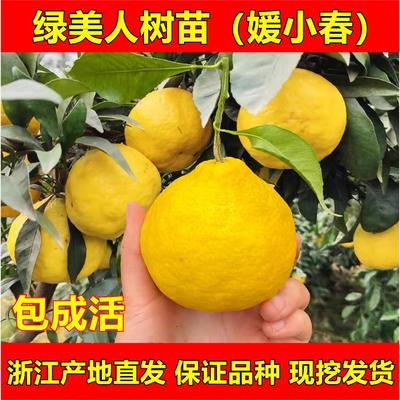 绿美人柑橘树苗桔子媛小