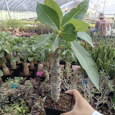 巴洛尼 巴氏棒槌 Pachypodium baronii 多肉植物块根盆栽