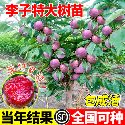 脆甜红李子树苗果盆栽地