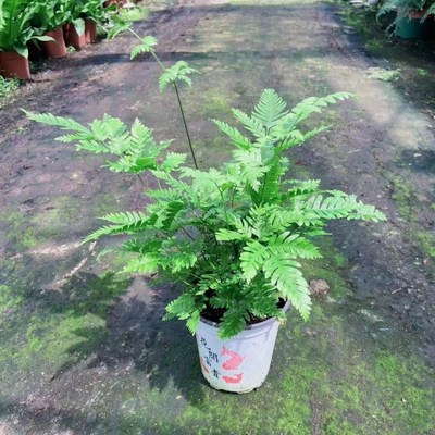 傅氏蕨傅氏凤尾蕨客厅办公室桌面绿植盆栽园林微景观造景耐阴好养