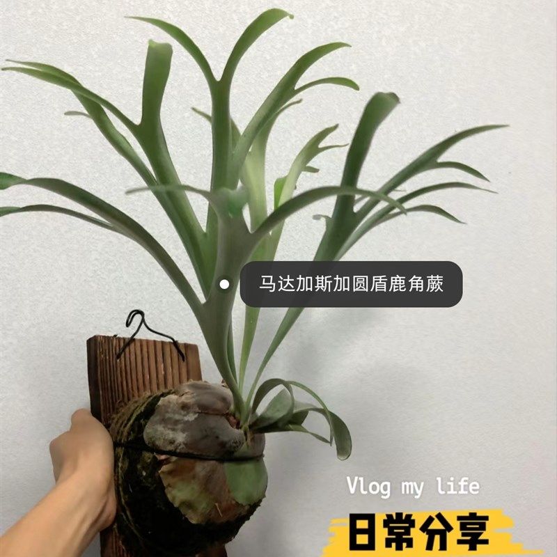 马圆鹿角蕨,马达加斯加圆盾鹿角蕨,皮实好养,板植装饰室内热植