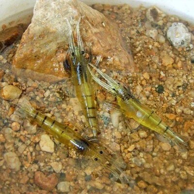 10 PCS Luminous Shrimp Silicone Artificial Bait Simulation S
