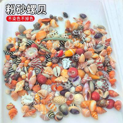 贝壳海螺按斤卖菲律宾贝沙粉砂螺贝芋螺宝螺笋螺酸浆贝红色赤疆贝