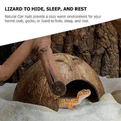 2 Pcs Coconut Hideout House Adorable Terrarium Decor Hermit