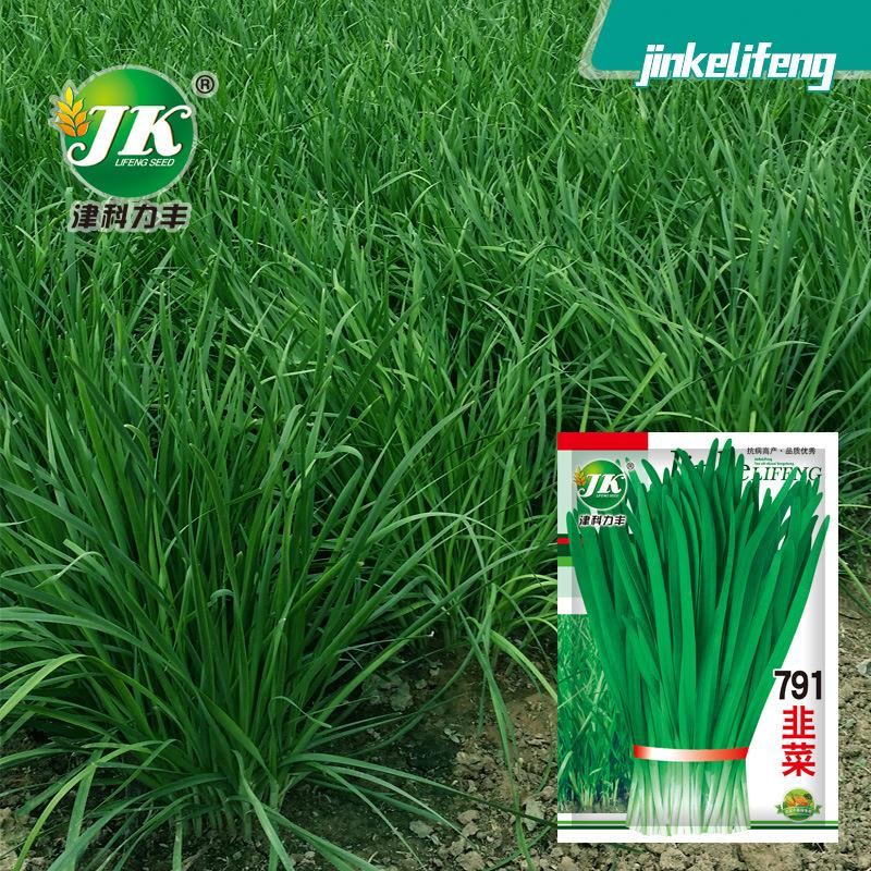 791 white root chive seeds, old farm variety of Chinese cab