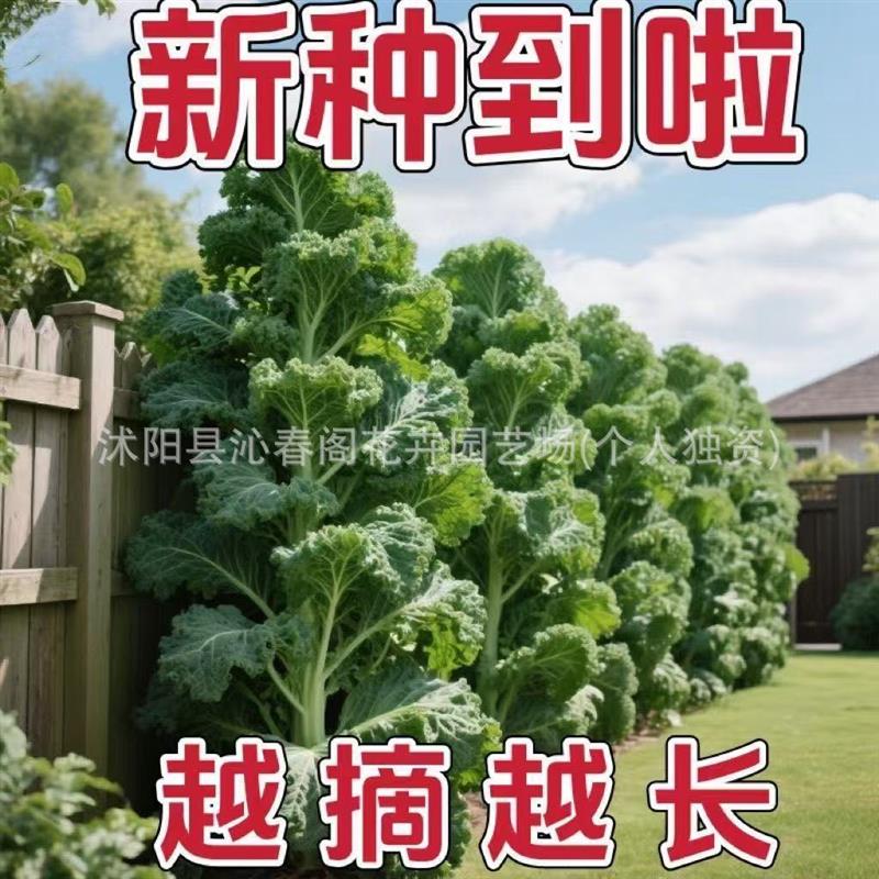 Kale vegetable seeds, edible cabbage vegetable seeds, balco