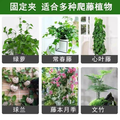 Green plant fixator, no-drill, traceless wall climbing clip