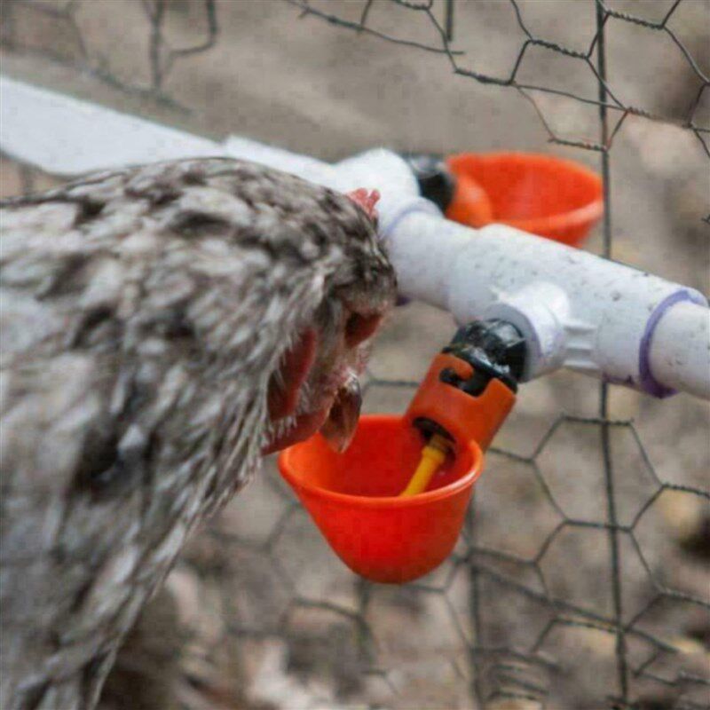 Areyourshop 4PCS Water Drinking Cups Chicken Watering Automa