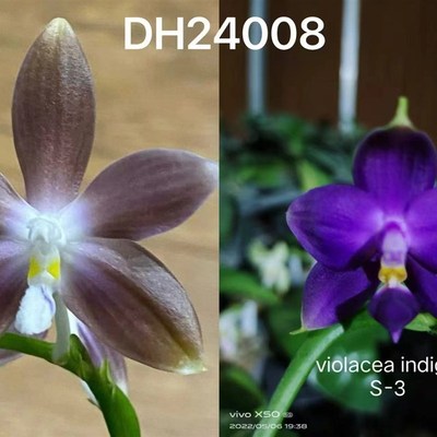 蝴蝶兰1.7寸杯原生苗24008