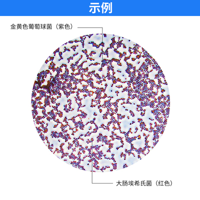 Baso贝索革兰氏快速染色液试剂盒海博龙胆紫显微镜用细菌阴性染料
