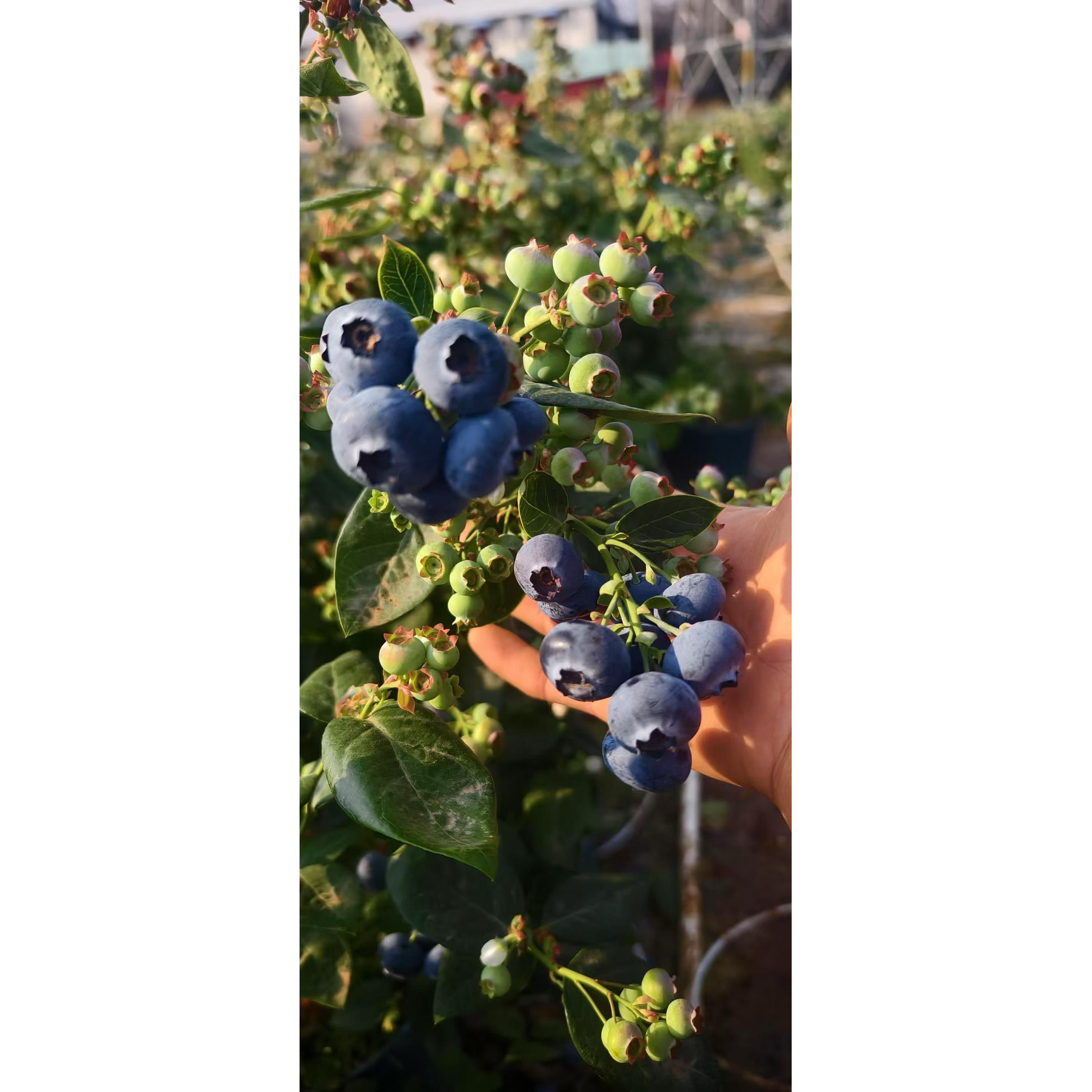 1加仑蓝莓盆栽带花带果发货多年生耐寒木本好养盆栽