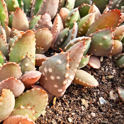 白疣实生王刺锦变种芦荟多肉植物花卉绿植室内盆栽阳台四季好养