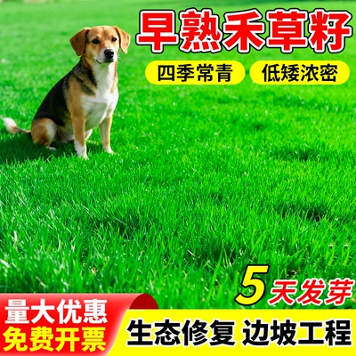 进口早熟禾草籽四季青低矮