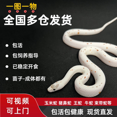 一图一物活体宠物蛇新手温顺品种