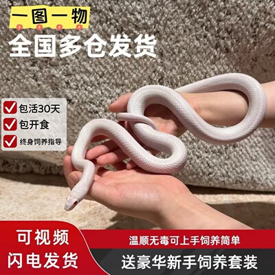 一图一物活体宠物蛇新手温顺品种