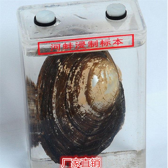 河蚌浸制标本43051小学科学 实验器材 学校用具 教学仪器