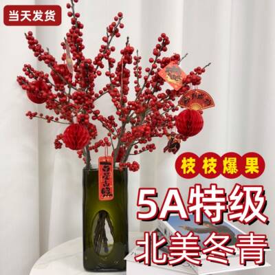 北美冬青秋实红果切枝水培绿植室内盆栽年宵花卉点亮冬日级