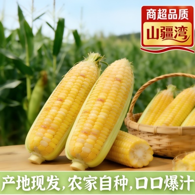 山疆湾秒杀4斤新鲜水果鲜玉米现摘现发云南玉米可生食大棒玉米s