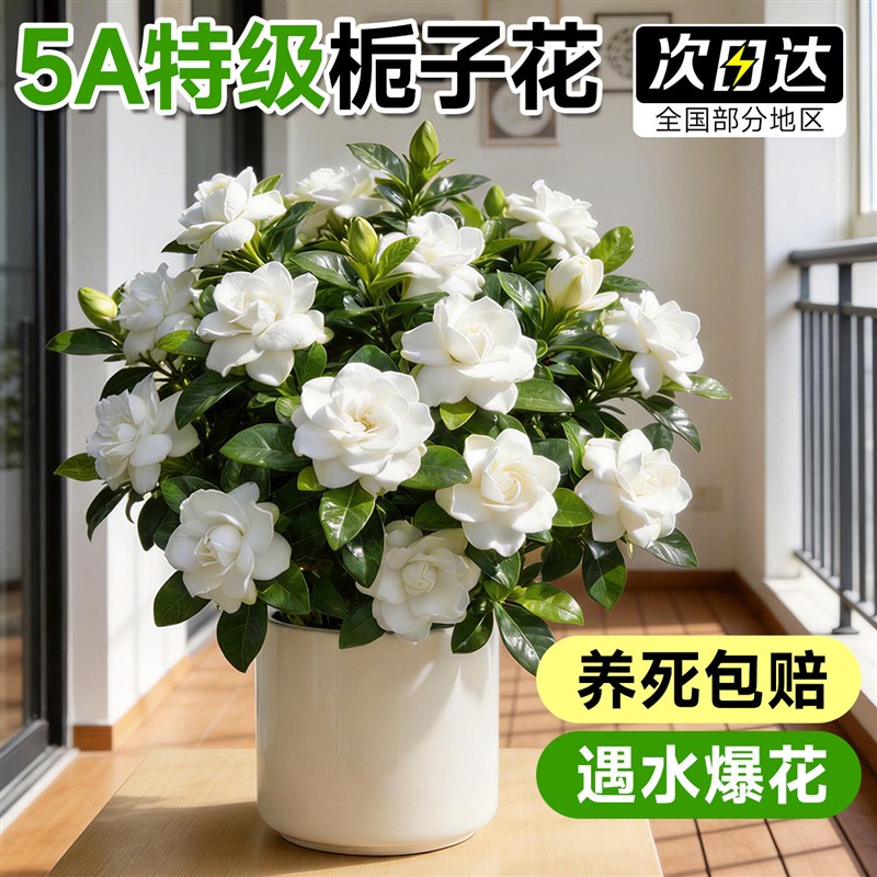 栀子花盆栽四季开花卉带花苞浓香型大叶树苗绿植室内客厅盆栽好养