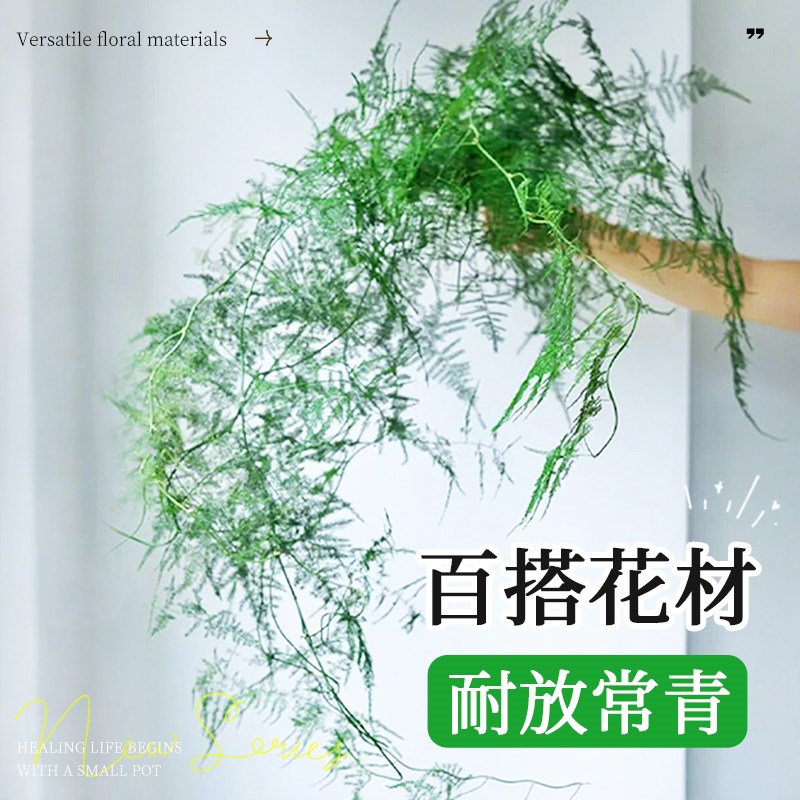 文竹鲜切枝水养插花花材鲜切花水培绿植物造景鲜花艺云竹超长花期