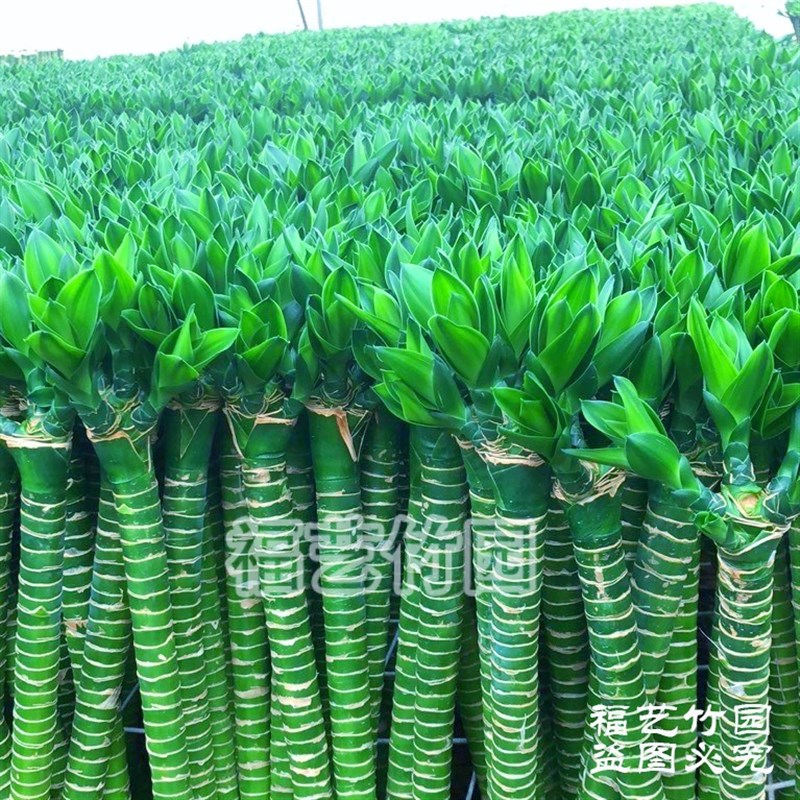 富贵竹水养龙竹多头粗大带根桌面盆栽水培室内植物净化空气除甲醛
