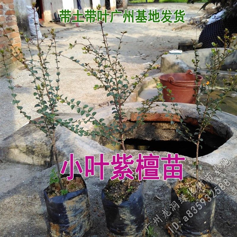 小叶紫檀树苗 珍稀高档室内盆栽小叶紫檀苗