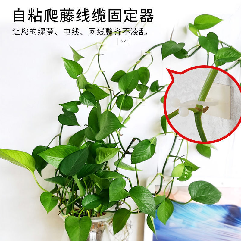 绿萝爬墙固定器园艺用品环保免打孔藤蔓固定器自粘爬藤线缆固定器