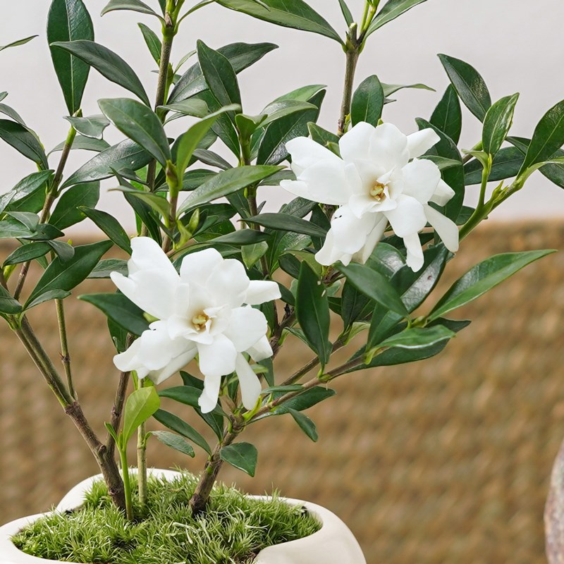 小叶栀子花文竹盆栽花苞开花植物客厅室内桌面好养花卉小绿植盆景