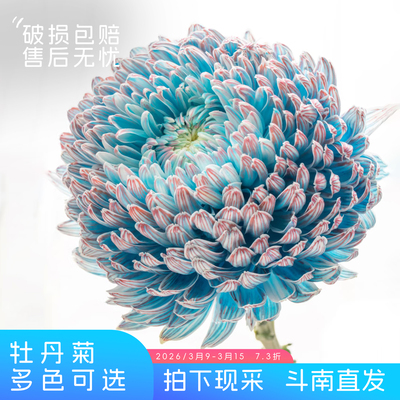 斗南直发多色牡丹菊切花长花期