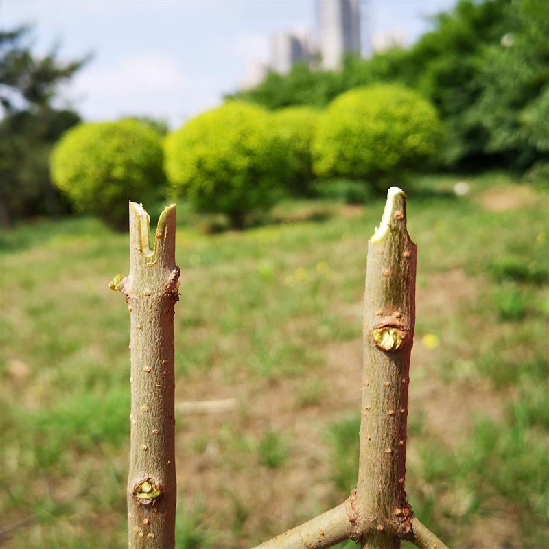 果树嫁接机多功能嫁接剪刀苗木嫁接刀嫁接膜芽接刀易速J80嫁接器