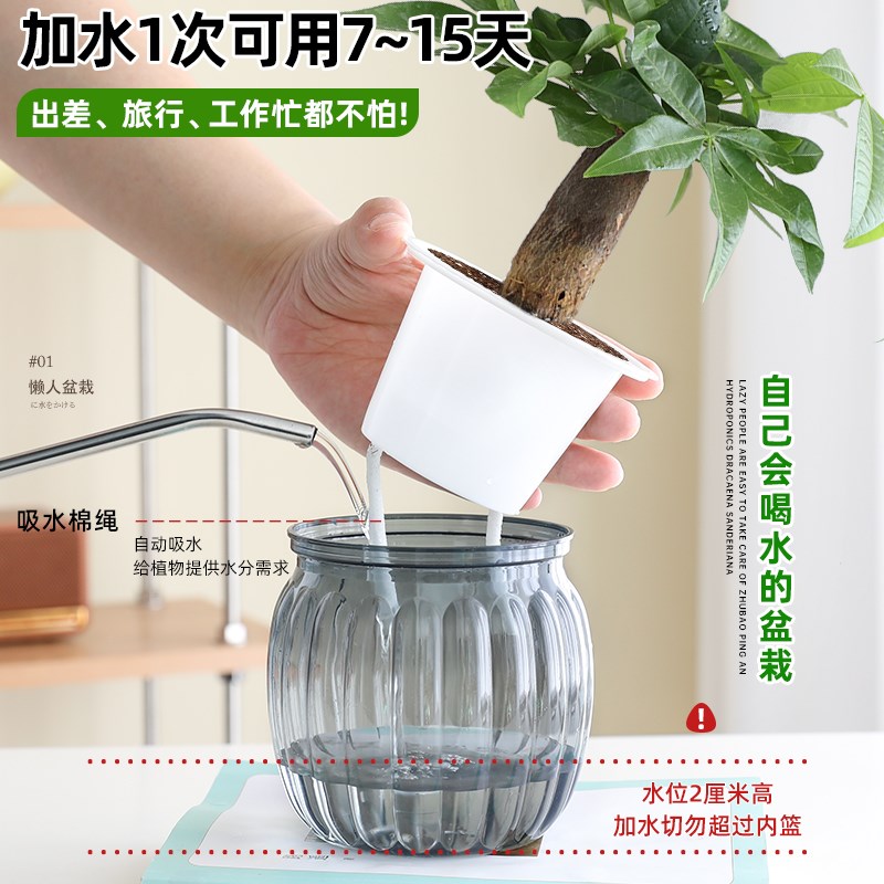 绿萝箩桌面植物发财树盆栽栀子花绿植花卉办公室内多肉水培好养活