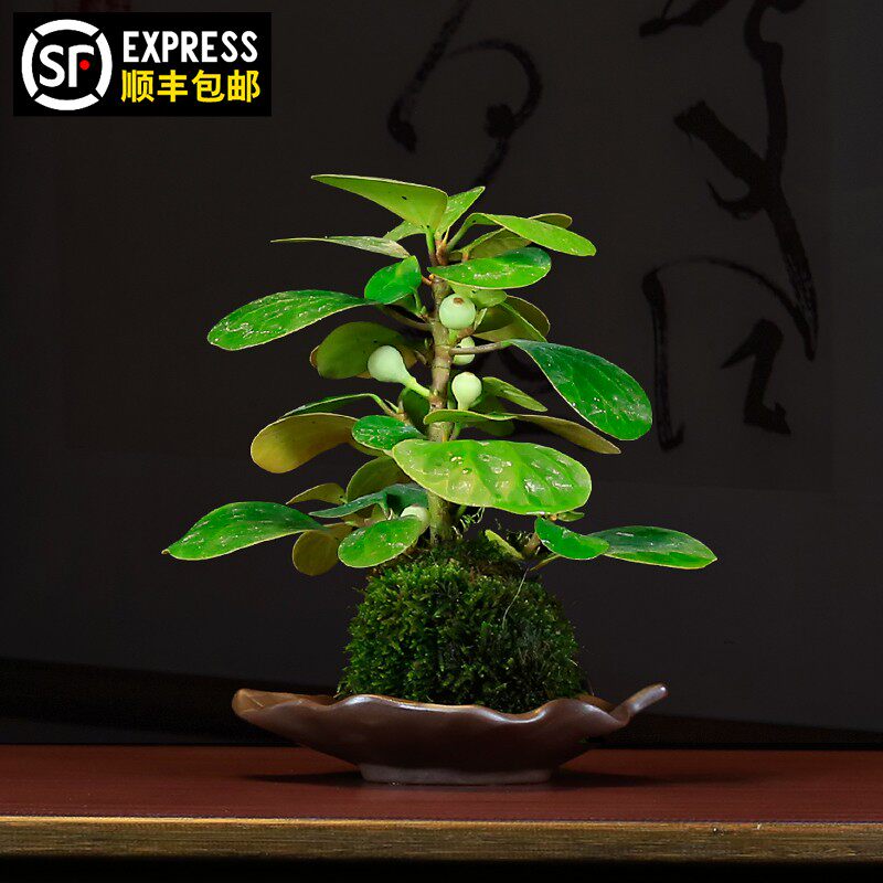 小叶菩提盆栽植k物室内绿植文心兰带花苞羽叶福禄桐鸭脚木富贵竹