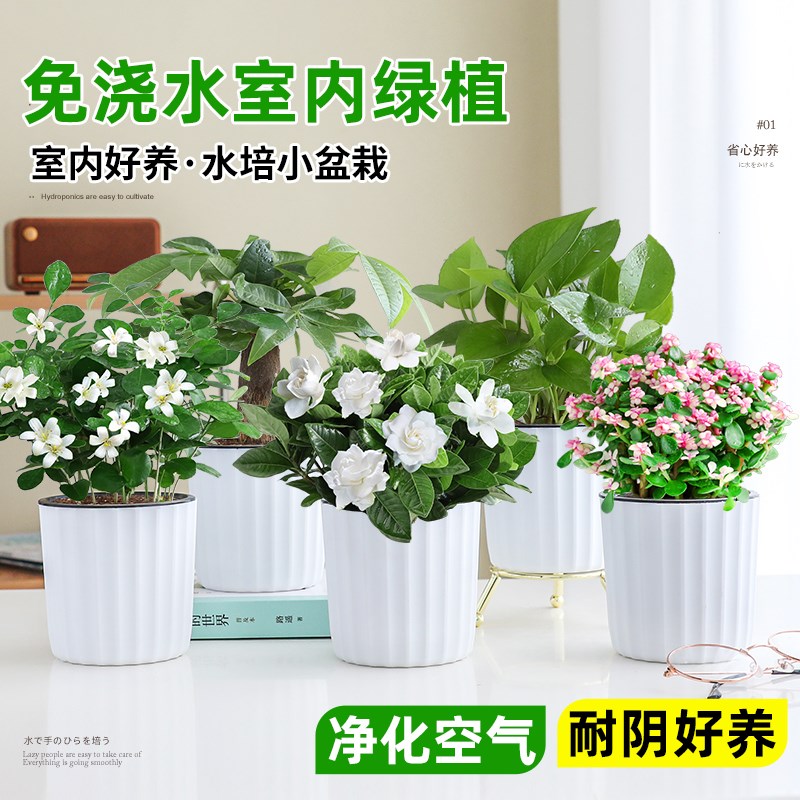 绿萝箩发财树盆栽桌面植物栀子花绿植花卉办公室内多肉水培好养活