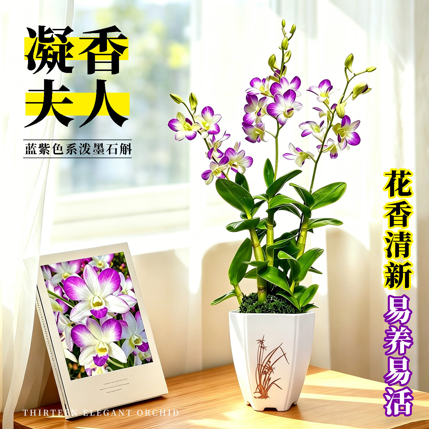 凝香夫人名贵泼墨石斛兰花苗现带花苞室内桌面好养浓香盆栽花卉
