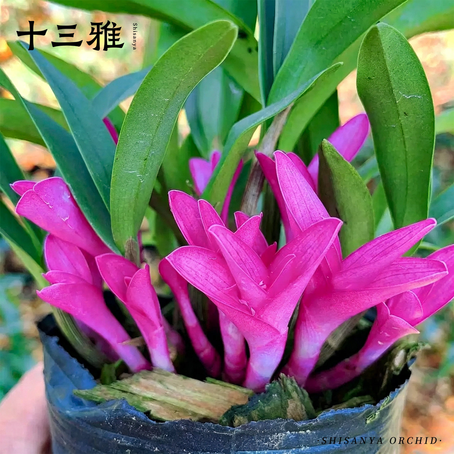 七彩香水石斛兰花四季好养绿植浓香型石斛冬带花净化空气