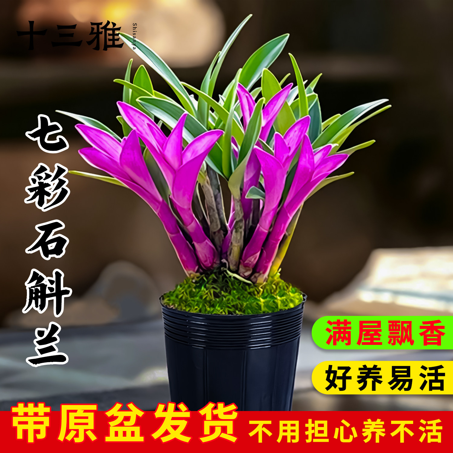 七彩香水石斛兰花四季好养绿植浓香型石斛冬带花净化空气