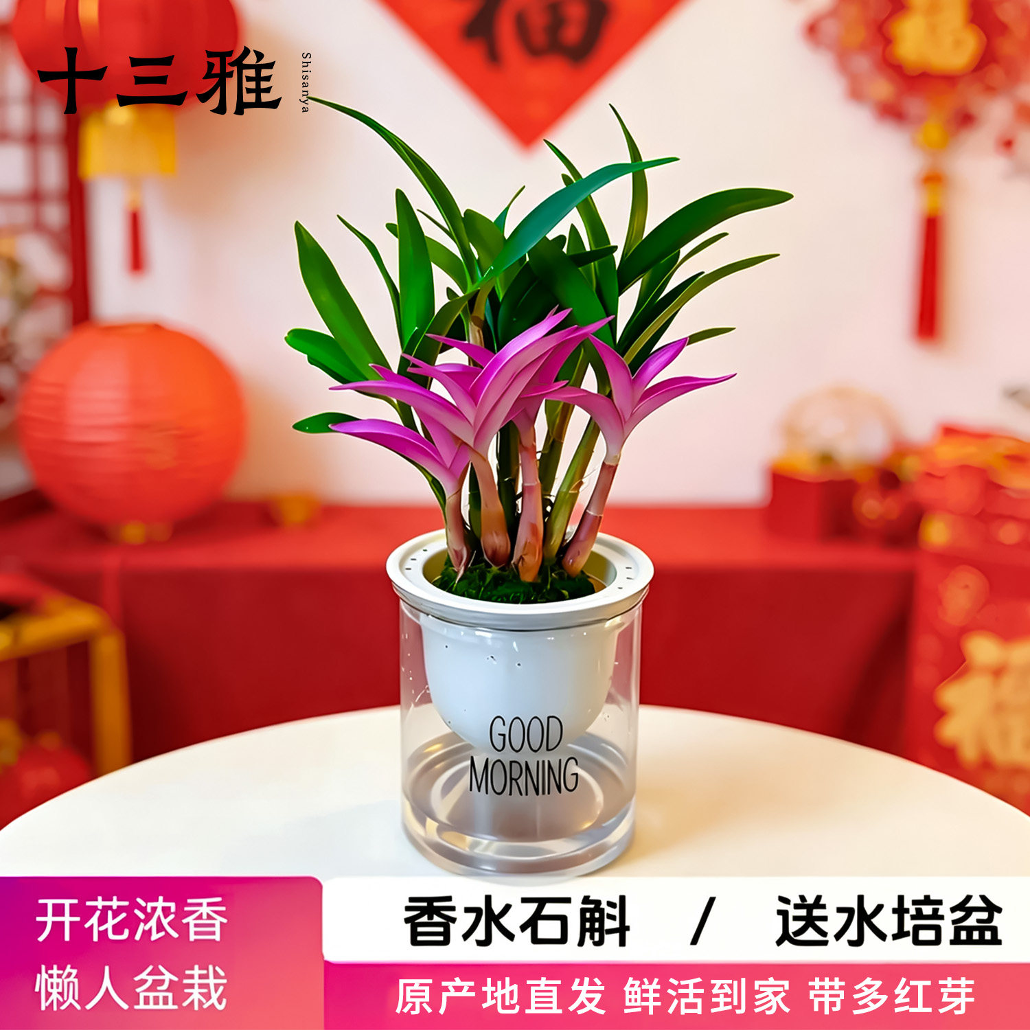 兰花苗 七彩香水石斛懒人水培 好养绿植浓香型冬带花绿植净化空气