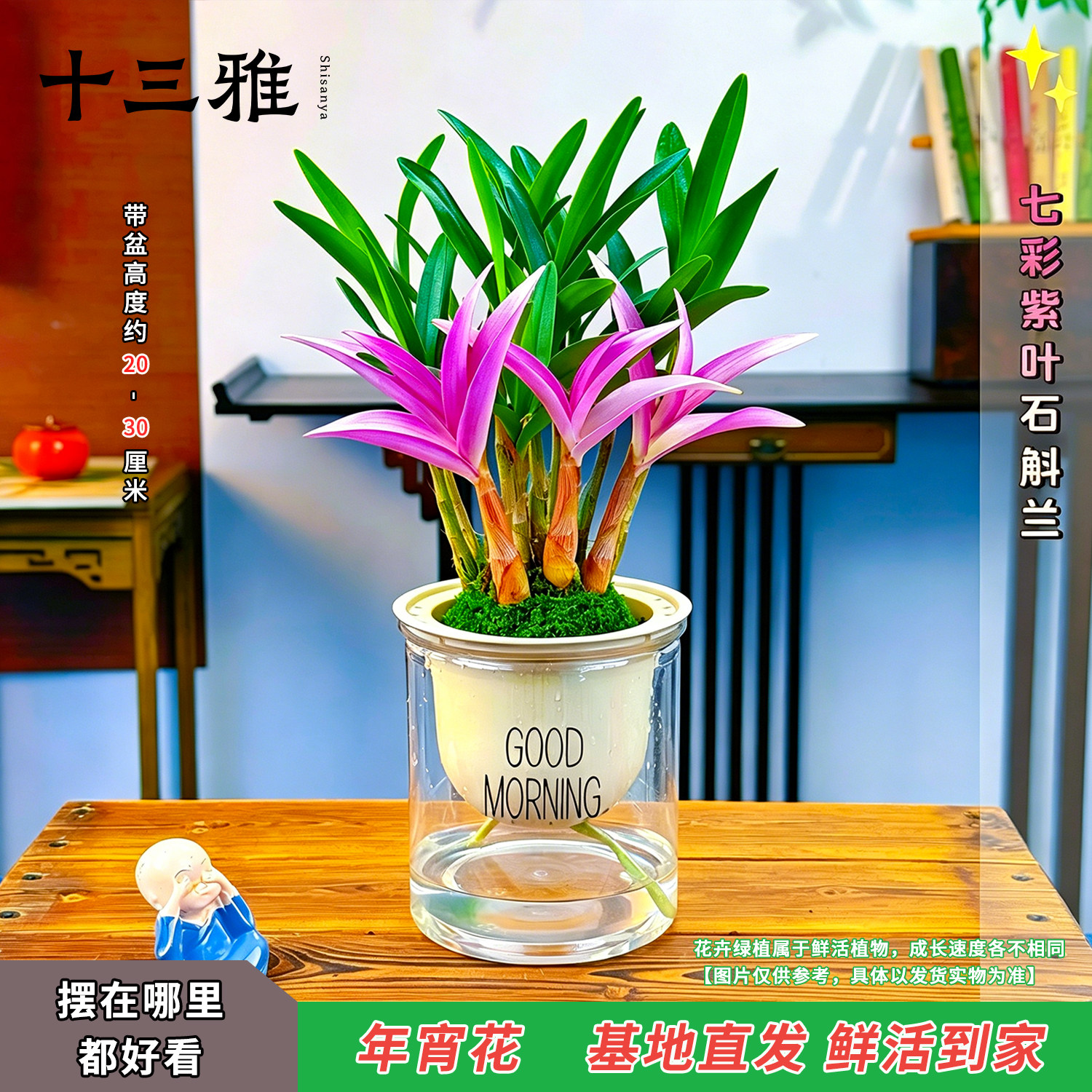 兰花苗 七彩香水石斛懒人水培 好养绿植浓香型冬带花绿植净化空气