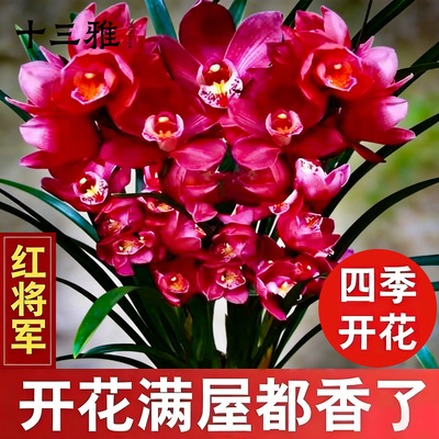 兰花苗建兰红将军开花浓香四季开