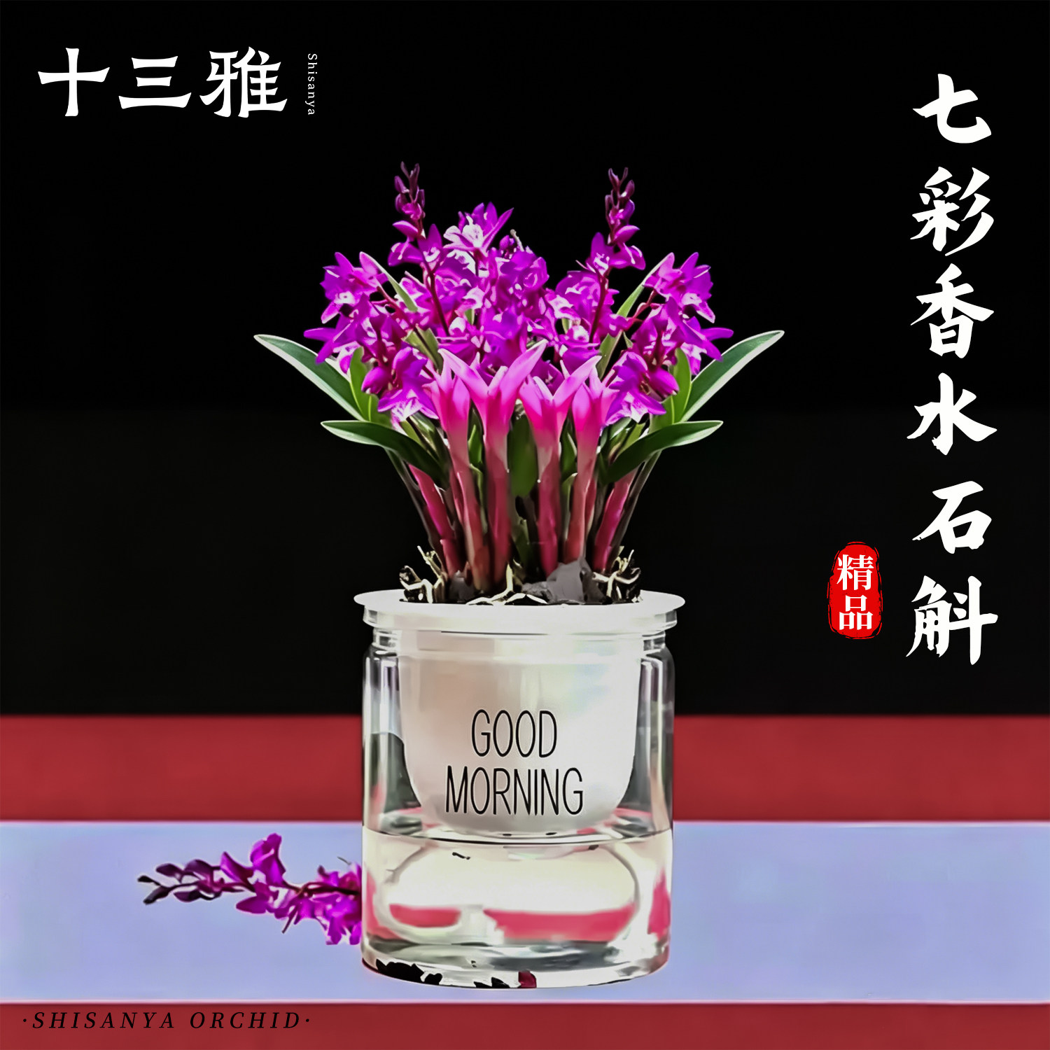 七彩香水石斛懒人水培盆冬带花四季好养兰花绿植浓香石斛净化空气