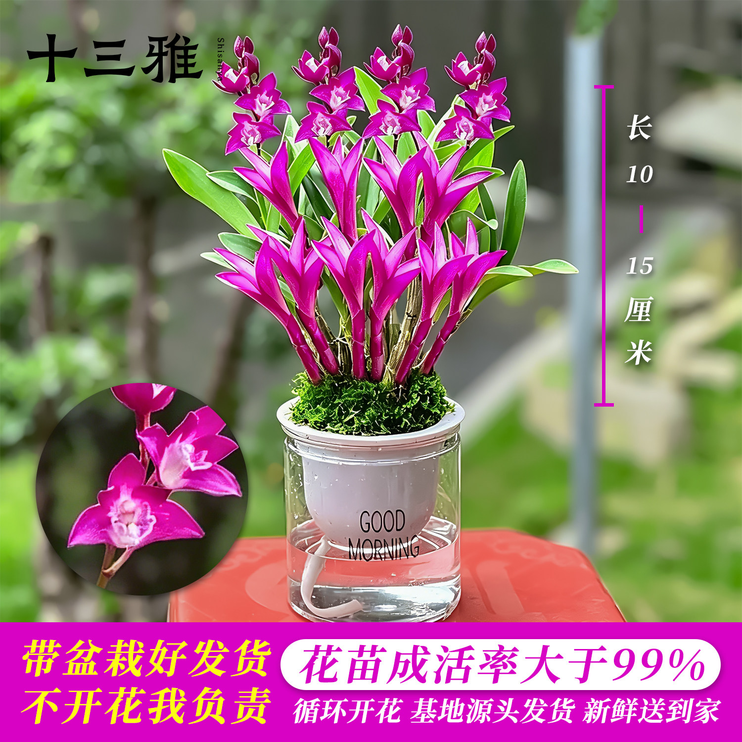 七彩香水石斛 冬带花四季好养兰花绿植浓香石斛净化空气
