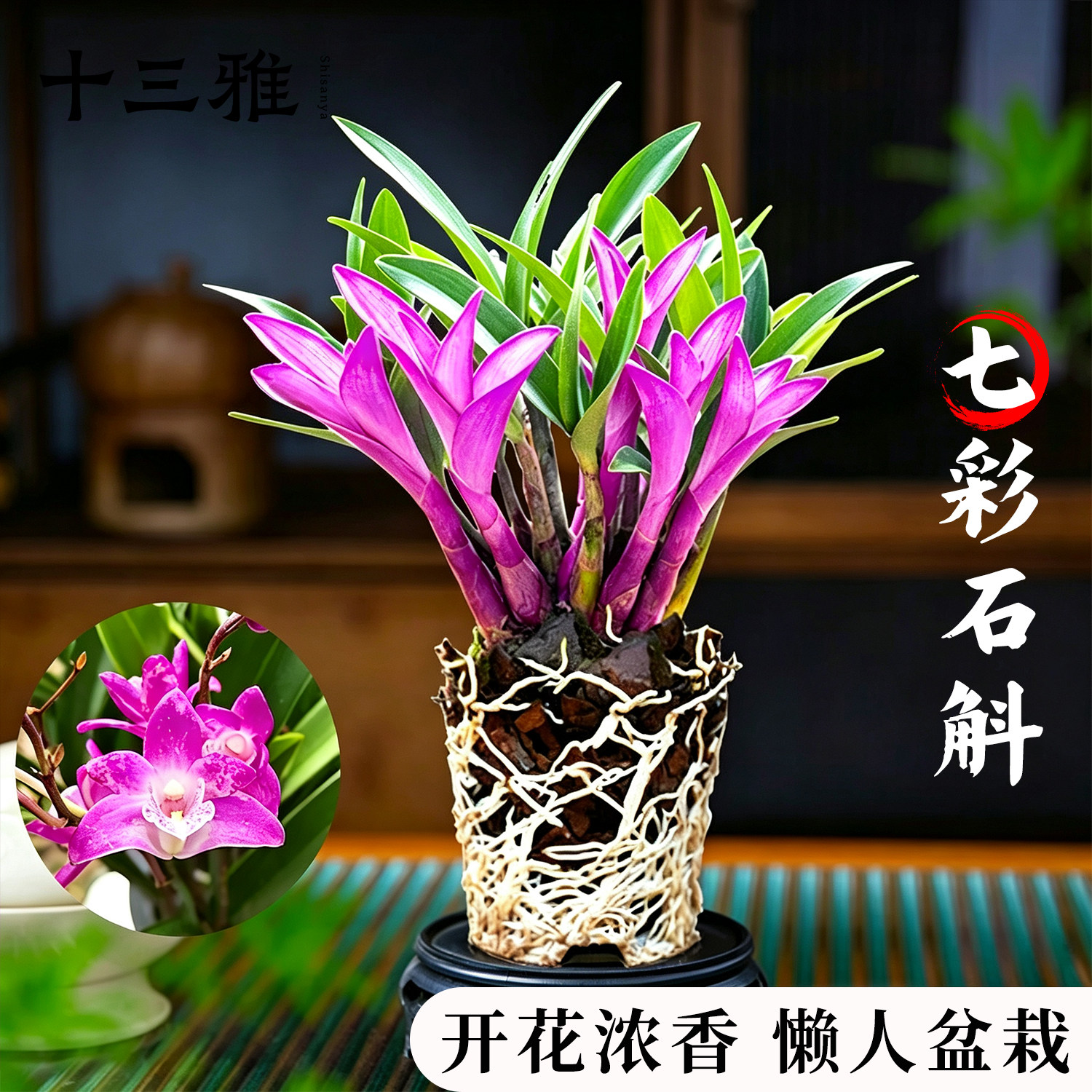 七彩香水石斛兰花四季好养绿植浓香型石斛冬带花净化空气