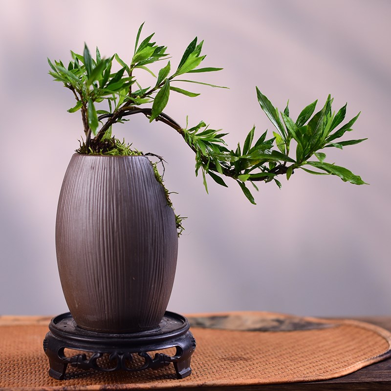 飘枝栀子花盆栽艺术小盆景绿植桌面植物观赏植物茶几茶室美观摆件